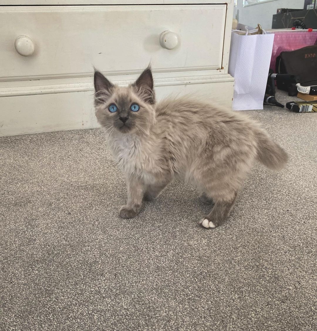 Pine Valley Ragdolls – Ragdoll Kittens for sale
